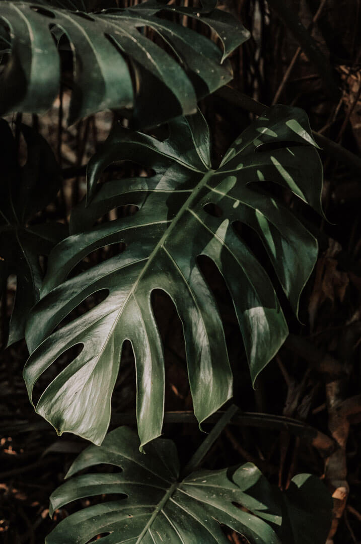 Legendarna sobna biljka – Monstera deliciosa | Vrtni centar Flora
