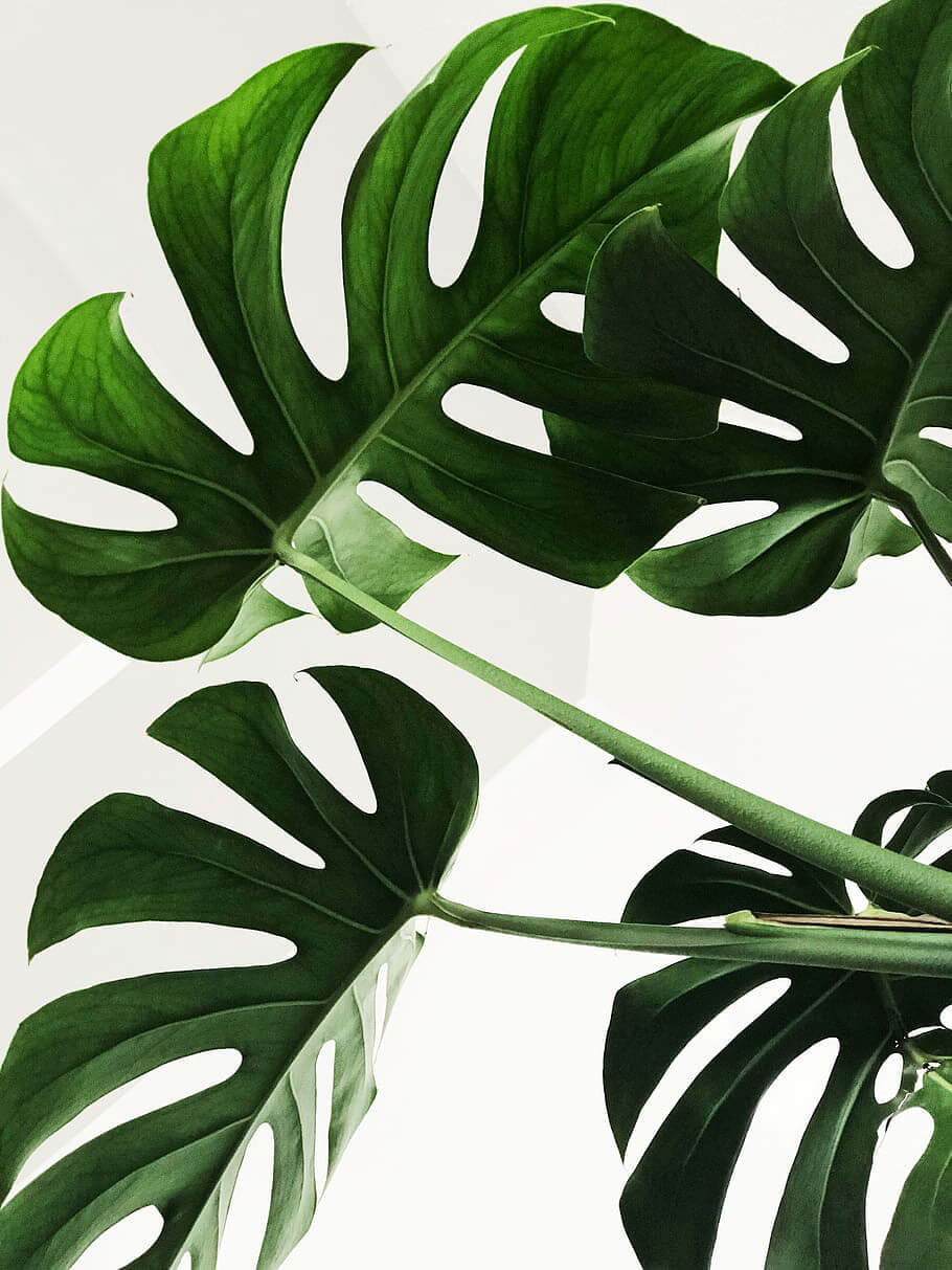 Legendarna sobna biljka – Monstera deliciosa | Vrtni centar Flora