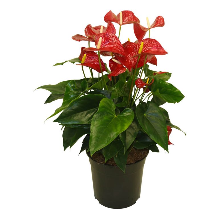 Trgovina | Vrtni centar Flora