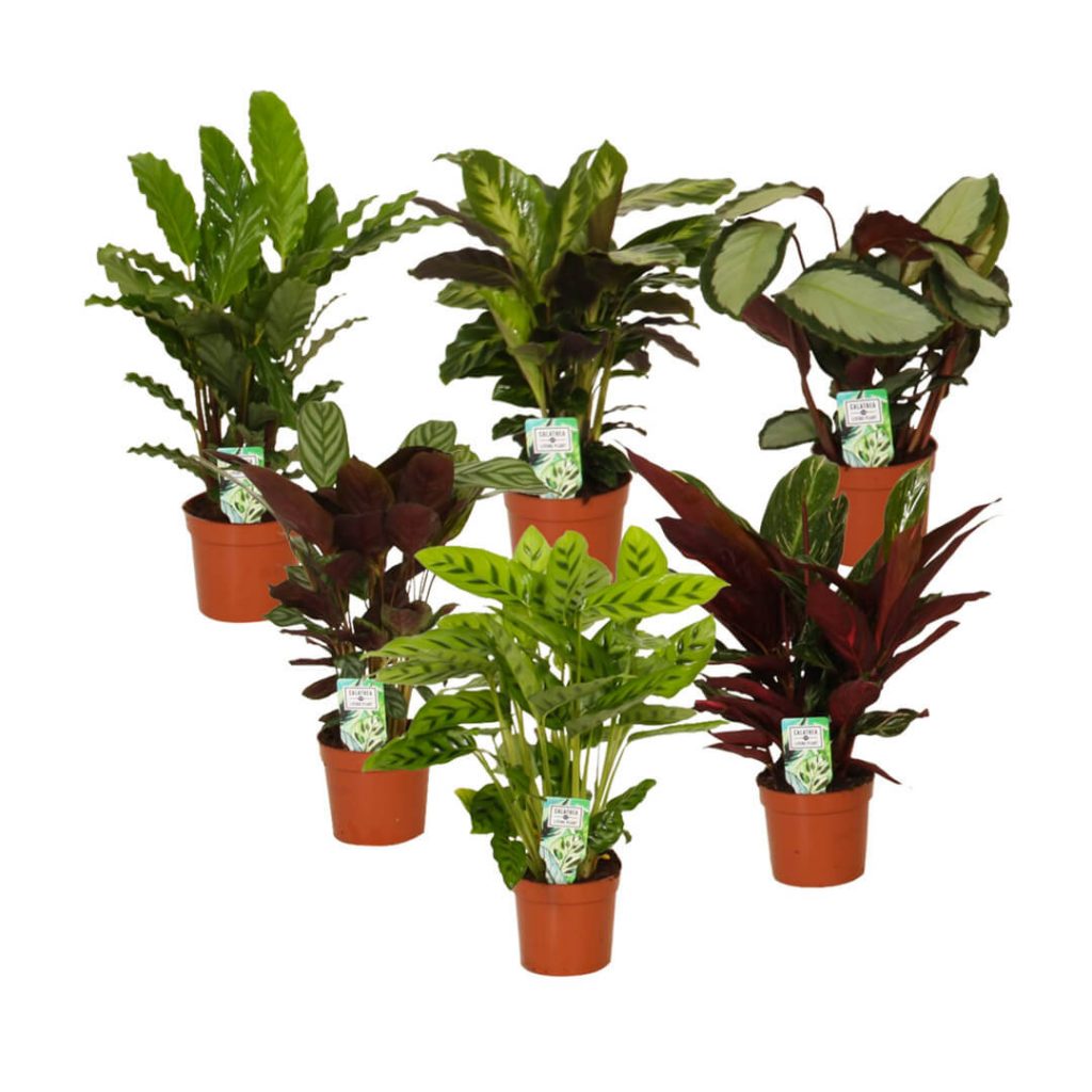 Calathea mix FI 12-21 | Vrtni centar Flora