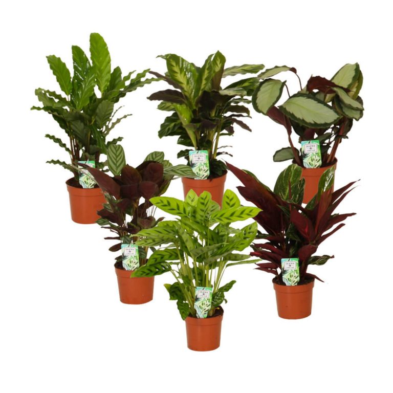 Calathea mix FI 12-21 | Vrtni centar Flora