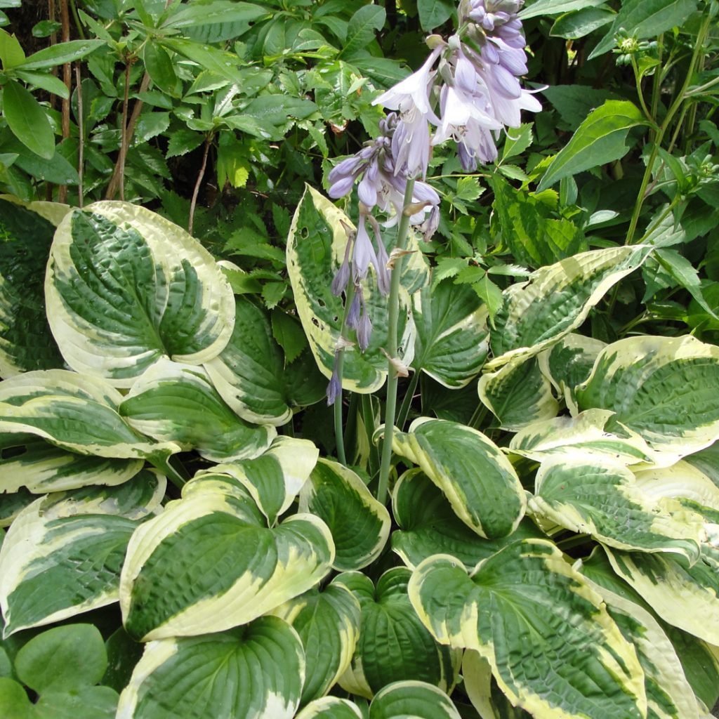 Trgovina | Vrtni centar Flora