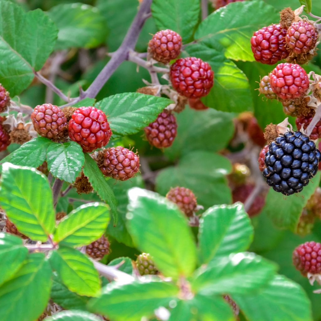 Trgovina | Vrtni centar Flora