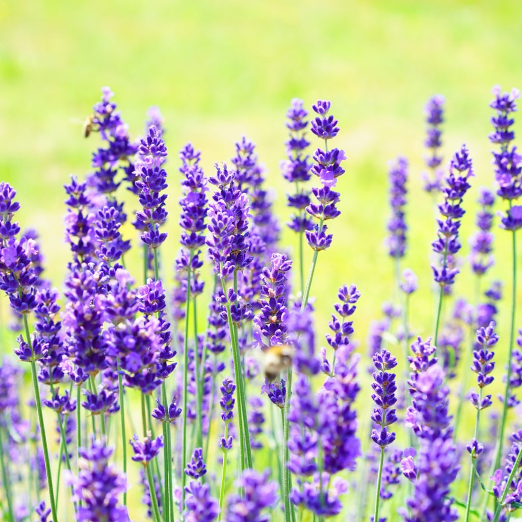 Lavandula mix (lavanda) FI 14-25 | Vrtni centar Flora