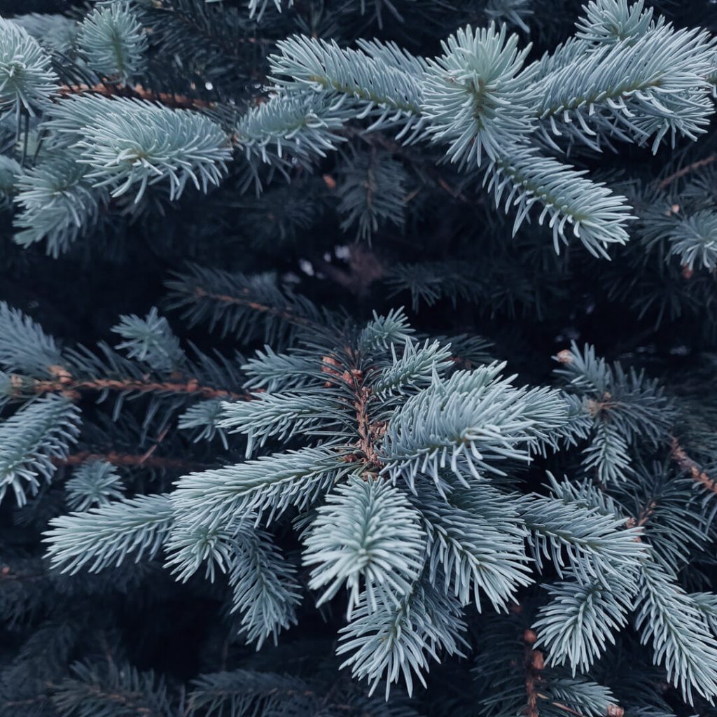 Trgovina | Vrtni centar Flora