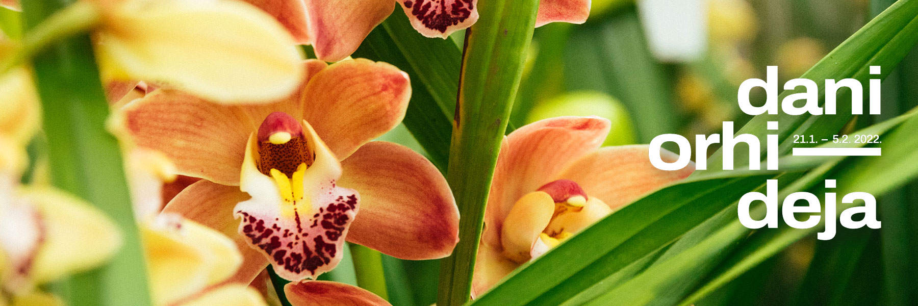 Dani orhideja 2022. u Flori | Vrtni centar Flora